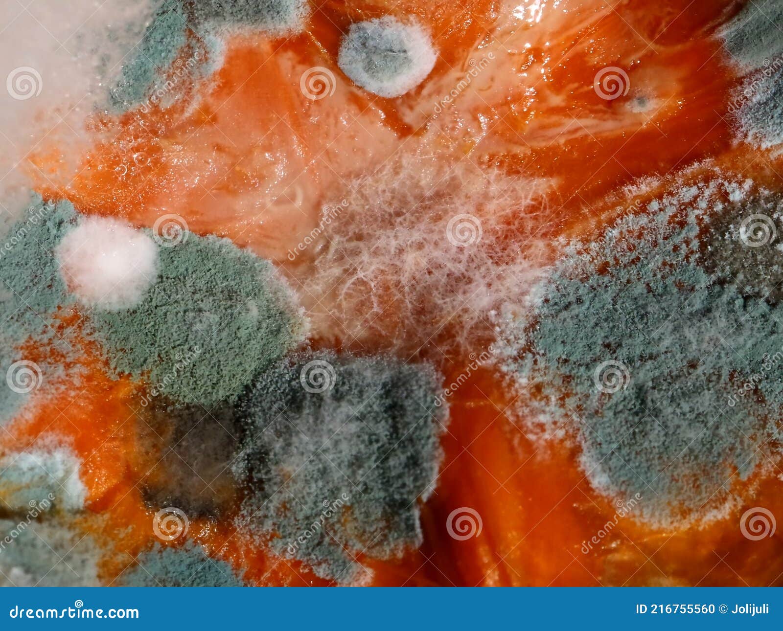 Mold on pumpkin stock photo. Image of food, macro, decay - 216755560