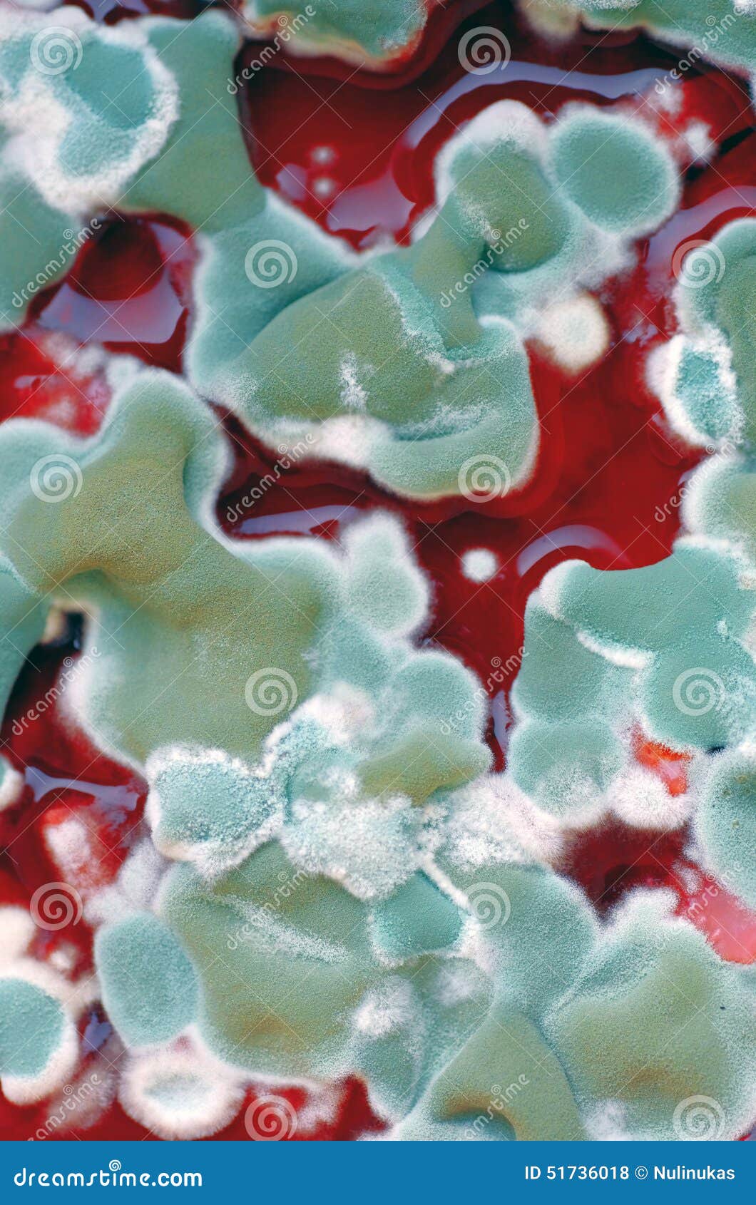 Mold on red stock photo. Image of fungi, plant, mildew - 51736018