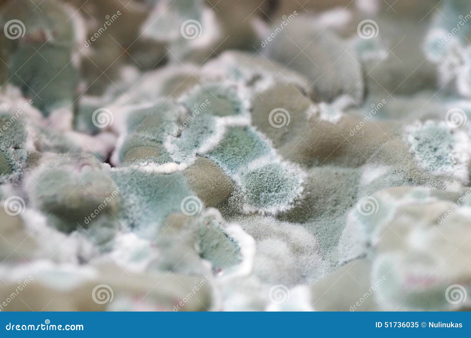Mold on red stock image. Image of fungus, microbe, infection - 51736035