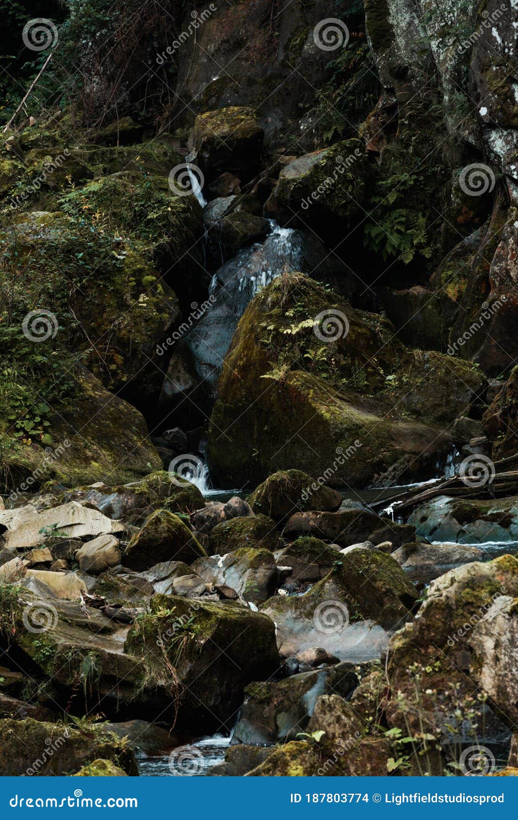 Mold on Rocks Near Flowing Brook Stock Photo - Image of nature, mold ...
