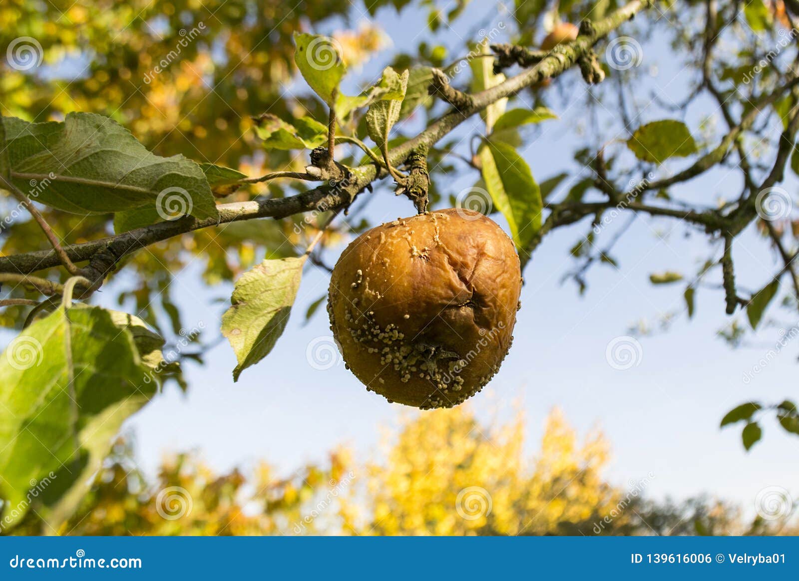 Rotten apple on branch stock photo. Image of apple, garden - 139616006