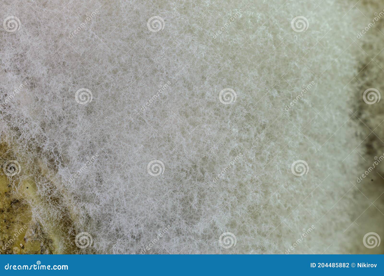Mold on Rotten Spoiled Cabbage Stock Photo - Image of ferment, gangrene ...