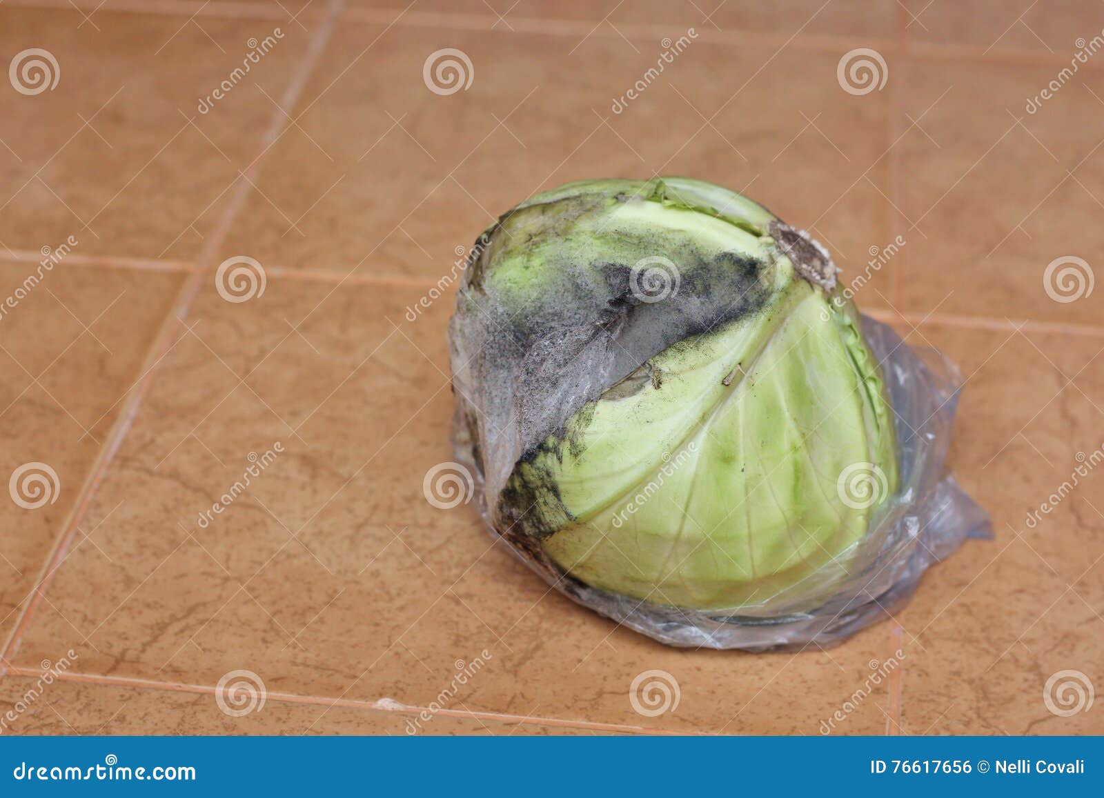 Mold on Rotten White Cabbage Stock Photo - Image of mold, food: 76617656