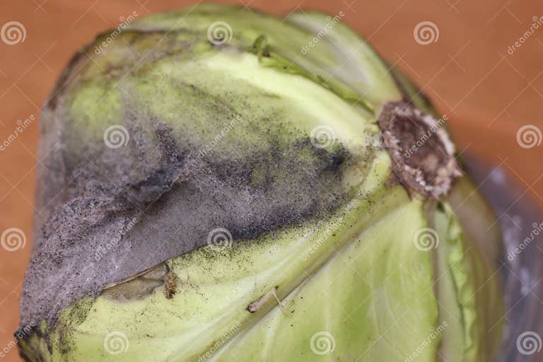 Mold on Rotten White Cabbage Stock Image - Image of microbes, grey ...