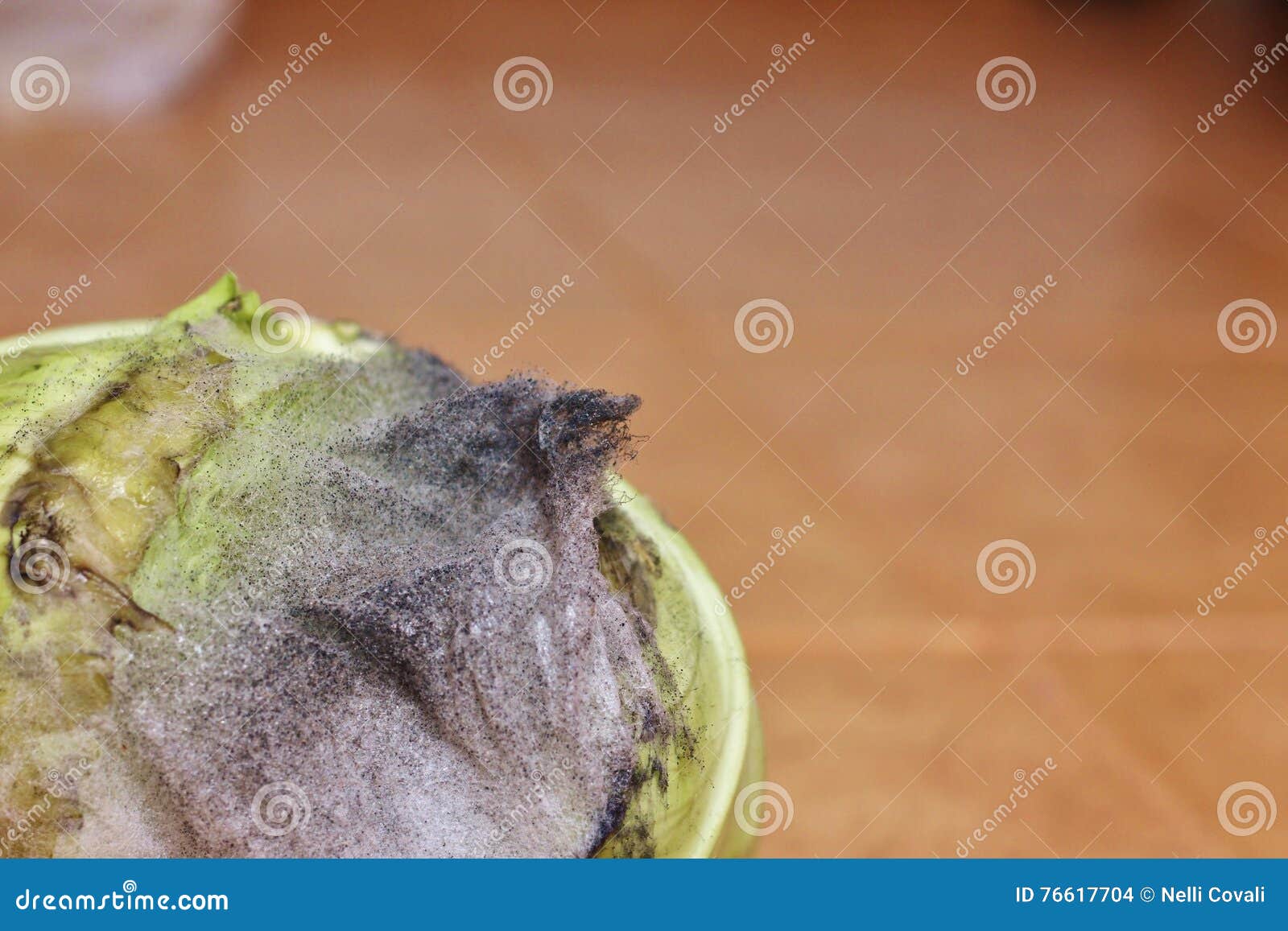 Mold on Rotten White Cabbage Stock Photo - Image of brown, black: 76617704