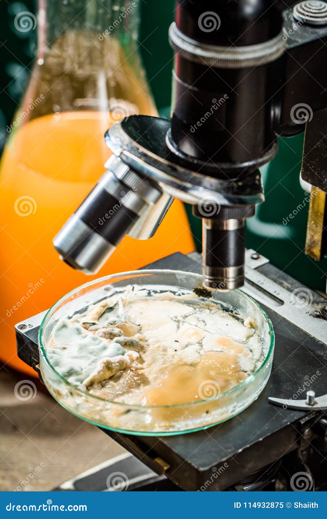 Mold Sample and Microscope in School Laboratory Stock Image - Image of ...