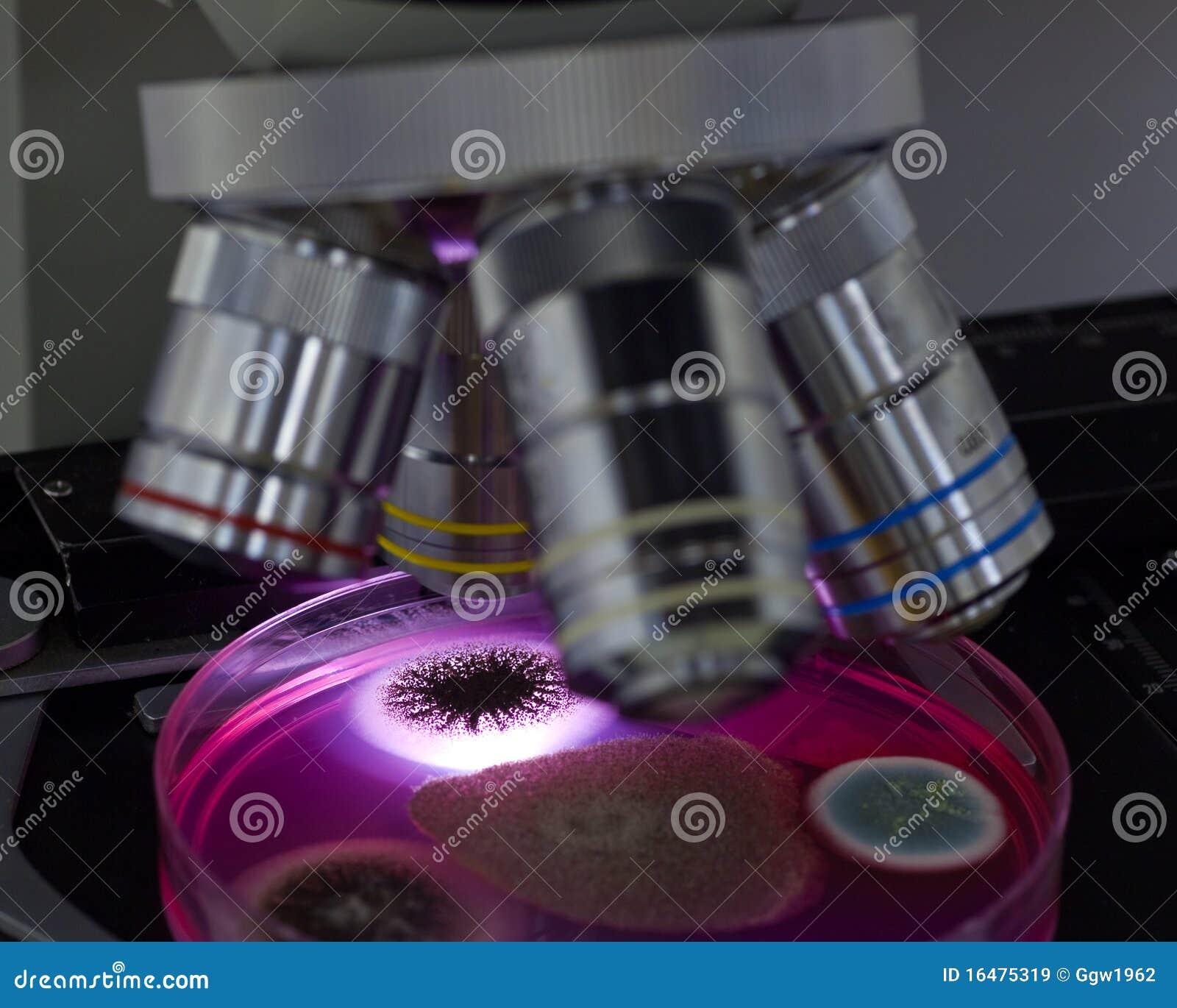 Mold Science stock image. Image of laboratory, experiments - 16475319