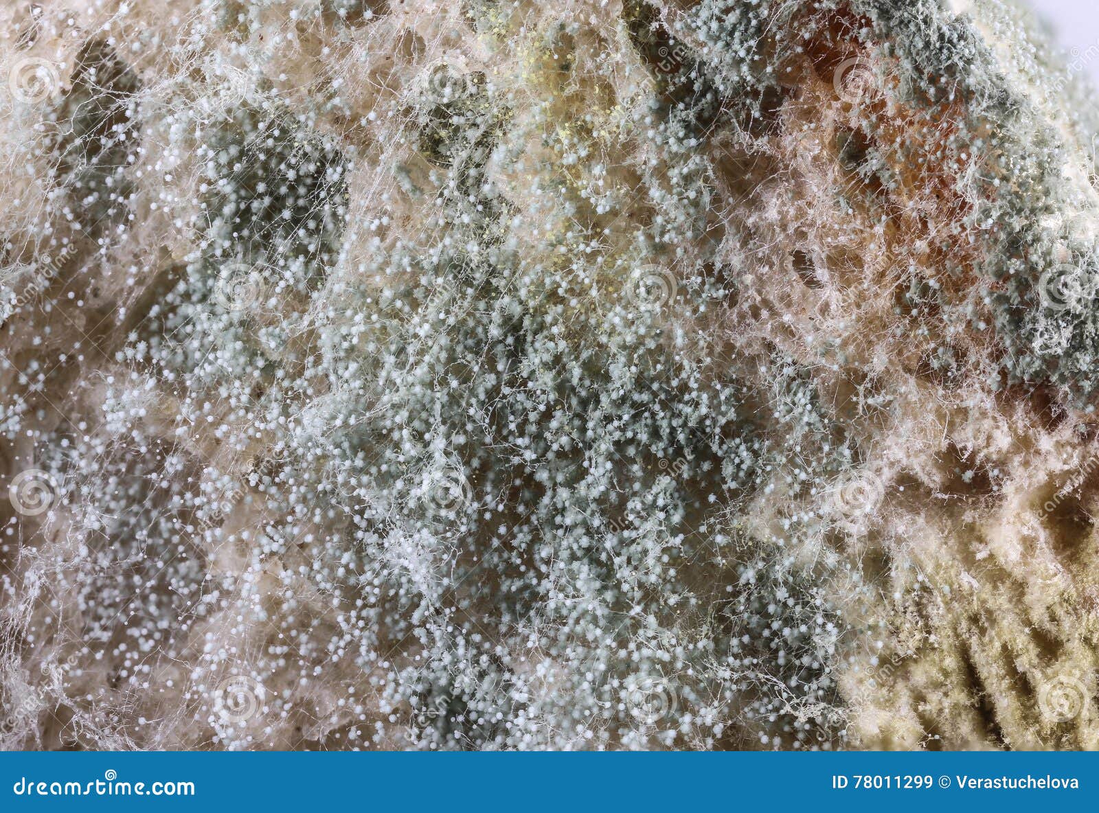 Mold on slices of bread stock image. Image of bacteria - 78011299