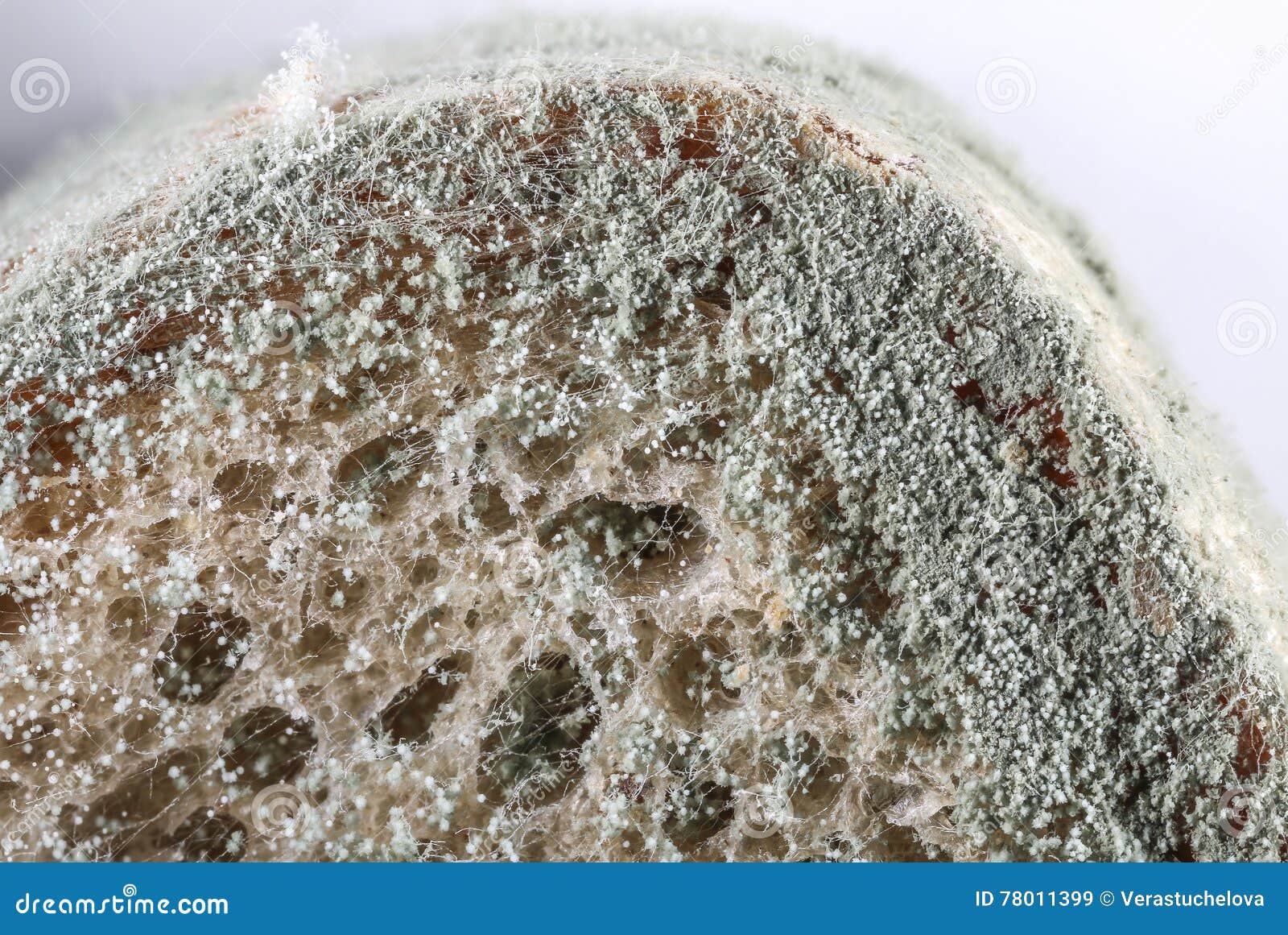 Mold on slices of bread stock image. Image of bread, illness - 78011399