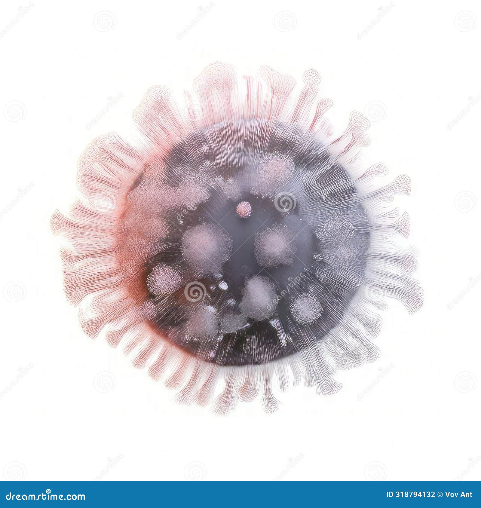 Mold Spores these Dust Particles are Actually Mold Spores Smal Stock ...