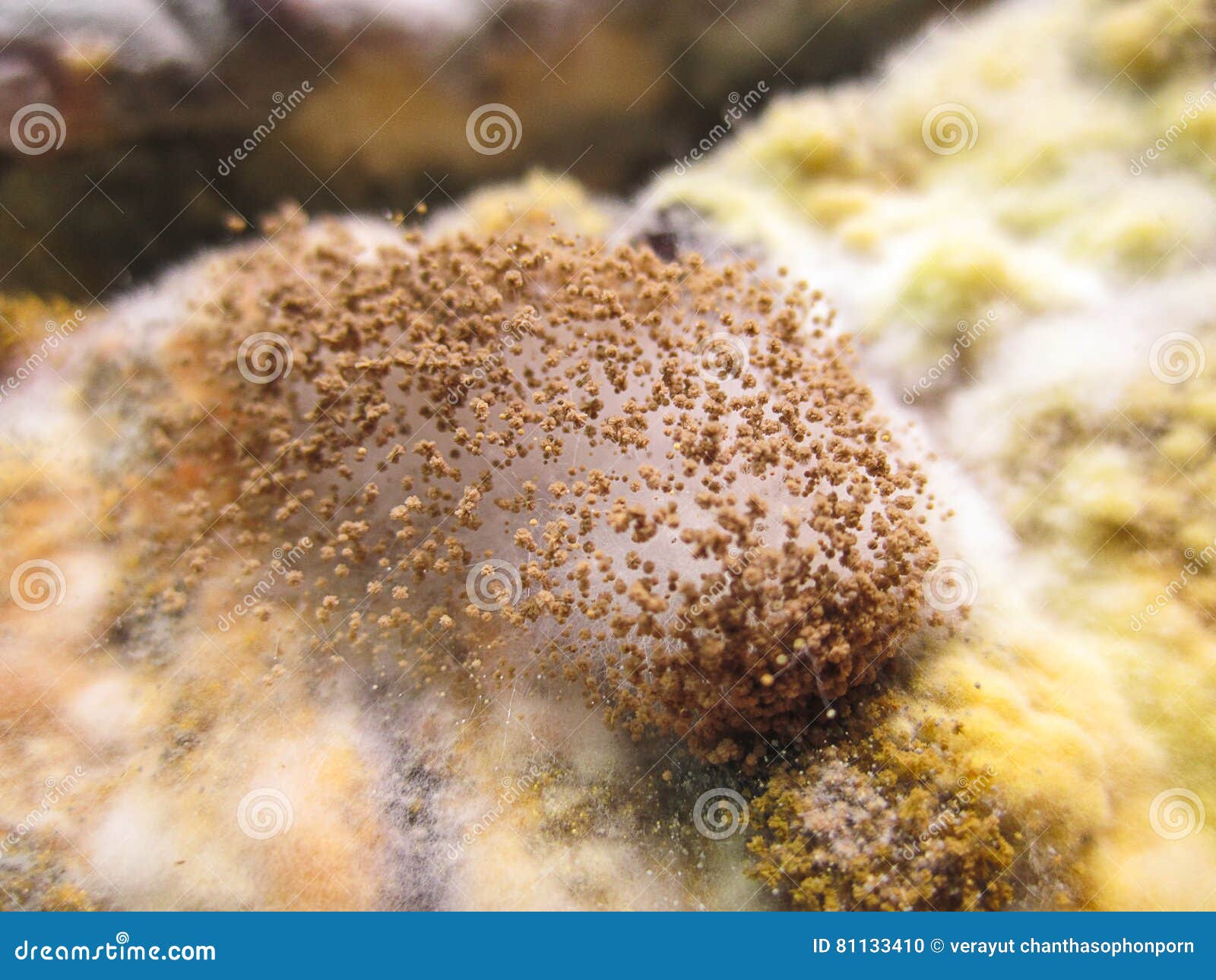 Mold Spores Fungus on Bread Stock Photo - Image of beautiful, bread ...
