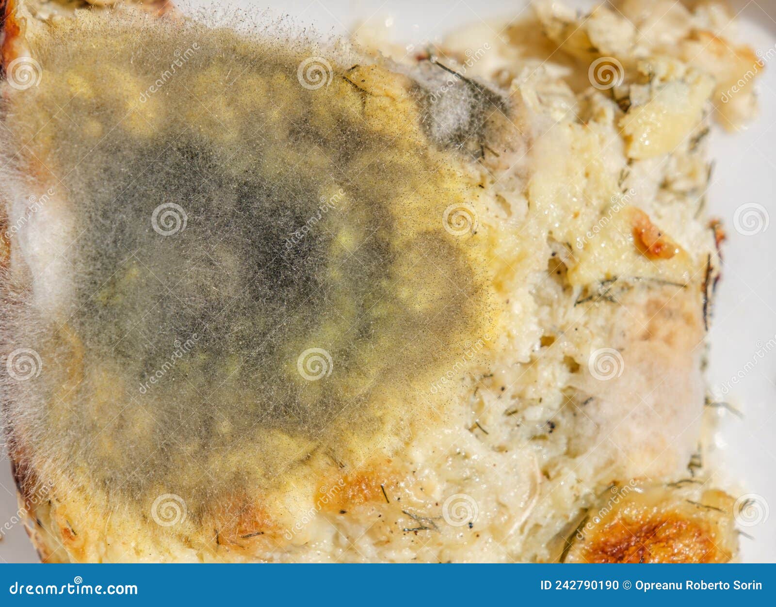 Mold spores grown on food stock photo. Image of microbiology - 242790190