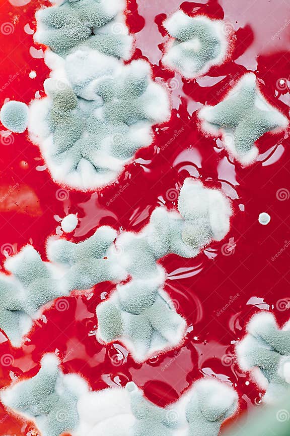 Mold spores in the red stock image. Image of spores, healthcare - 23479855