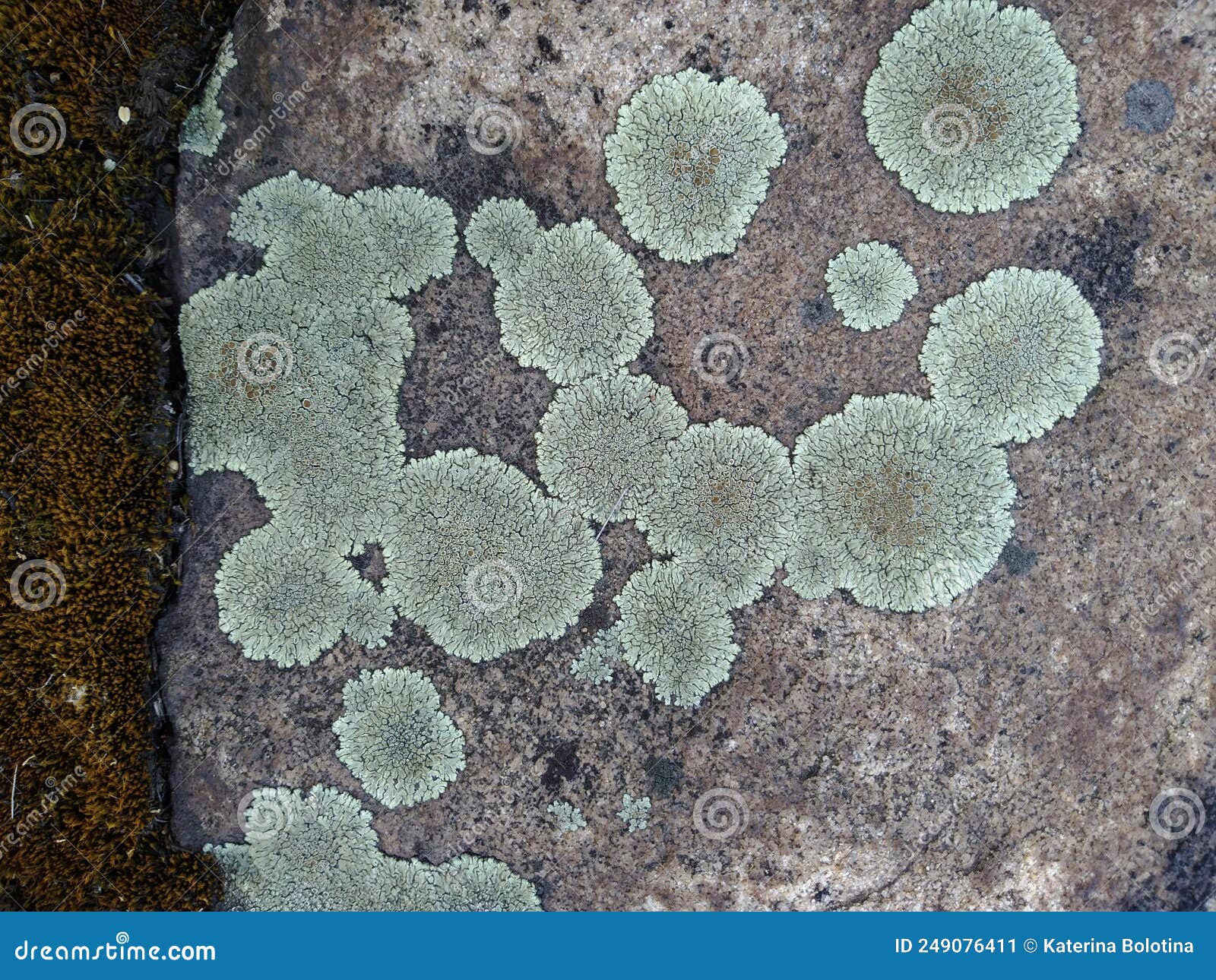 Mold Spores on Stone. Interesting Background, Texture. Natural Stone ...