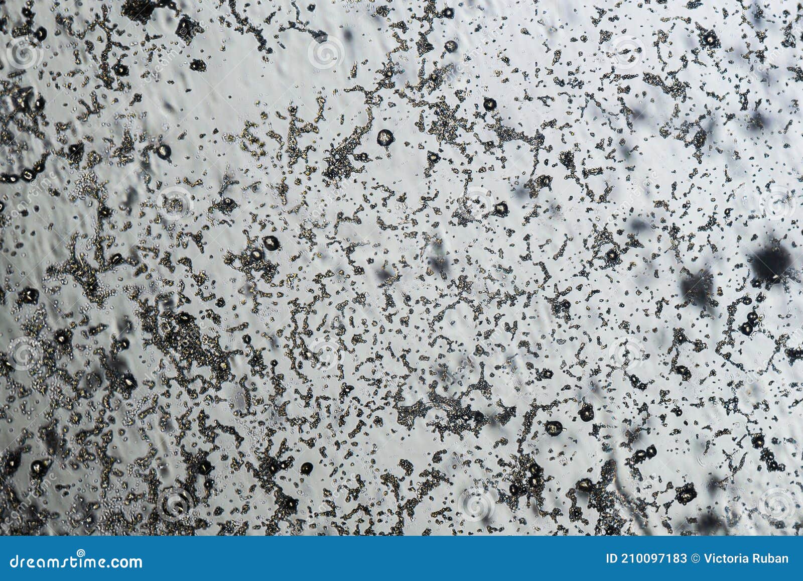 Mold Spores Under the Light Microscope Stock Image - Image of mould ...