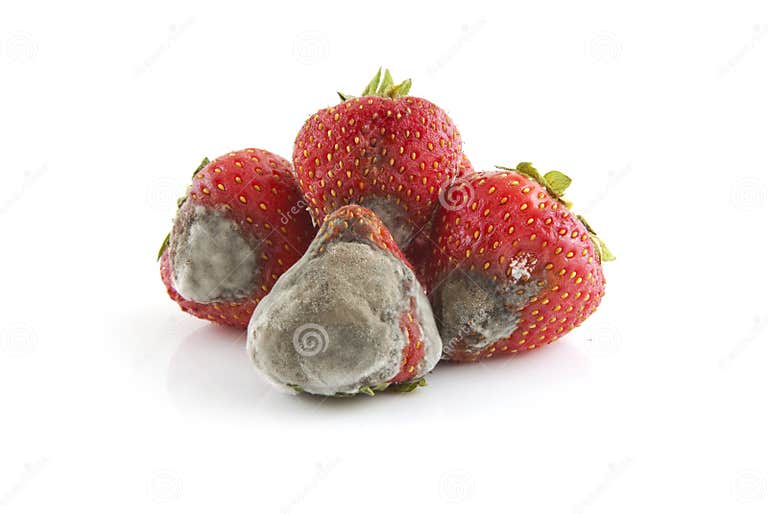 Mold Strawberry stock photo. Image of nature, foul, agriculture - 21306036