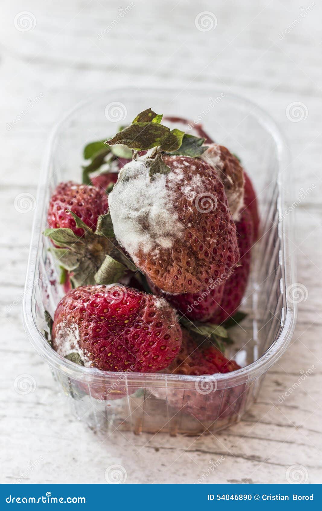 Mold Strawberry stock photo. Image of magenta, fungus - 54046890