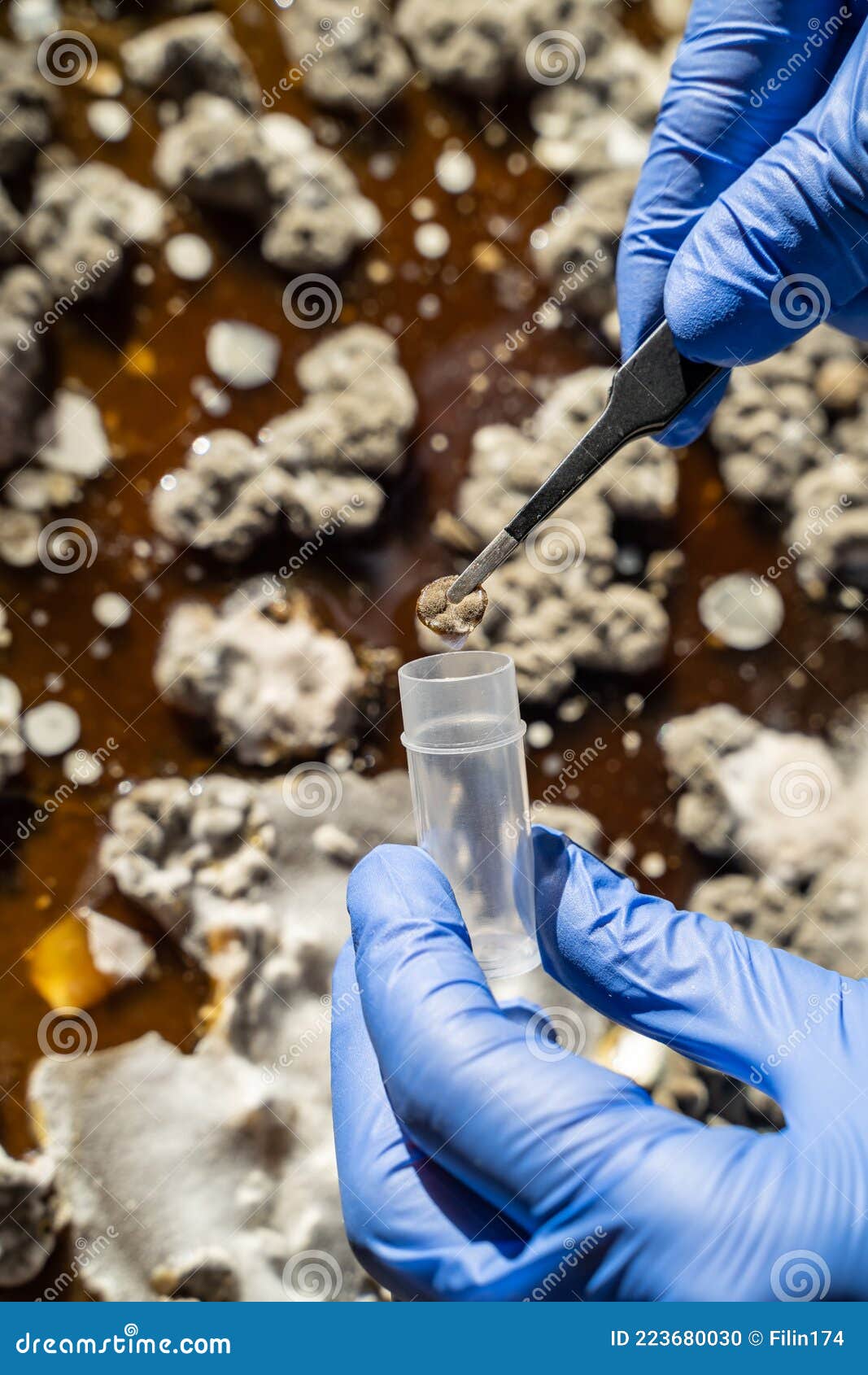 Mold in a Test Tube Close Up. a Scientist Takes Mold Samples for ...