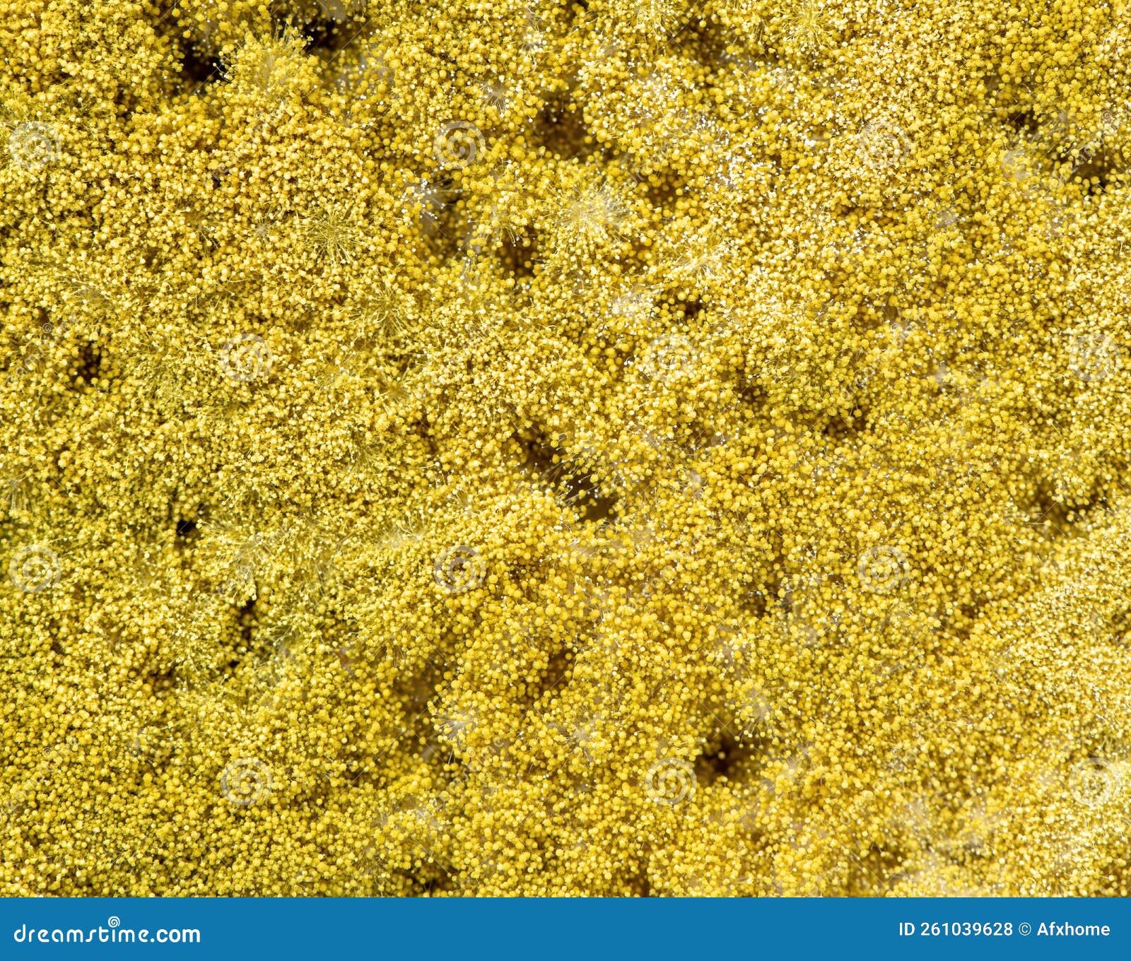 Mold Texture Background on Old Bread, Macro Stock Photo - Image of ...