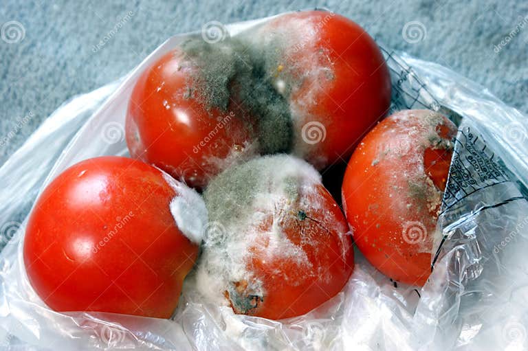 Mold tomatoes stock photo. Image of health, mold, disease - 8734076