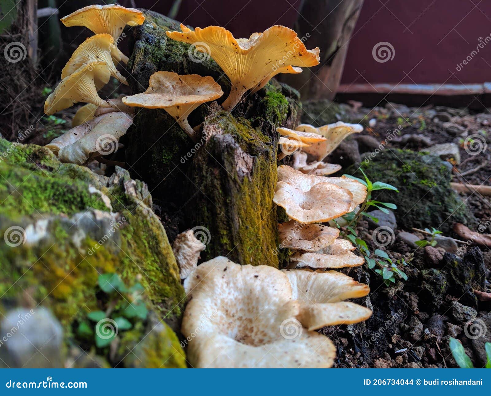 Mold on the Tree is Weathered Stock Photo - Image of mold, nature ...