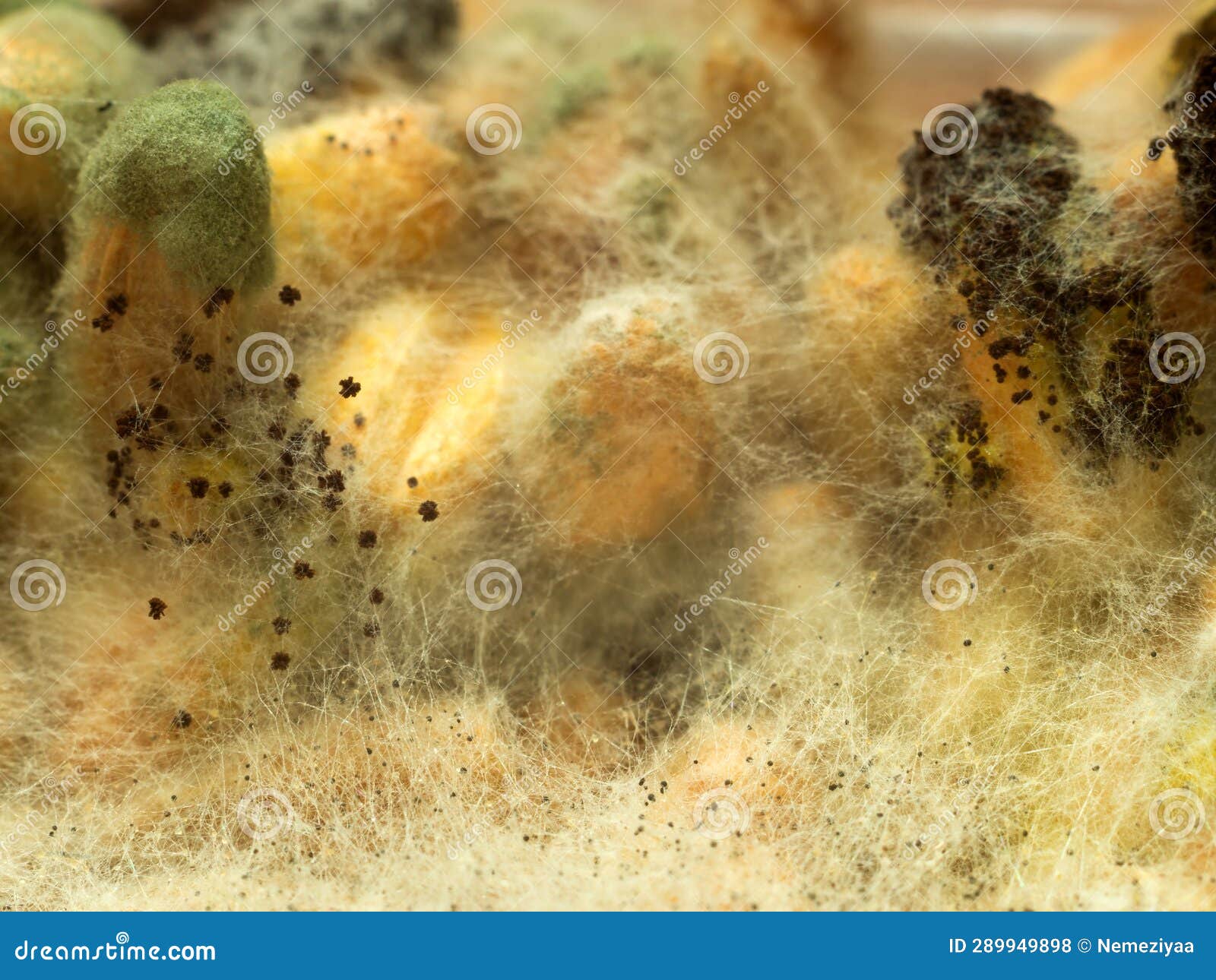Mold on wheat grains stock photo. Image of damage, fungal - 289949898