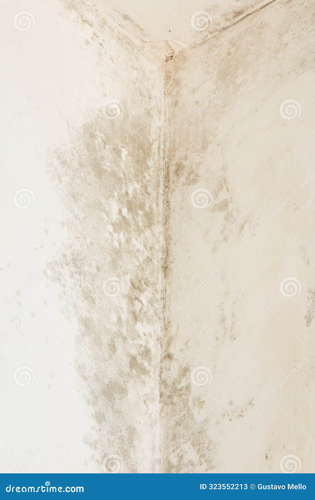 Mold on White Wall. Dampness Causing Fungus on the Wall Stock Image ...