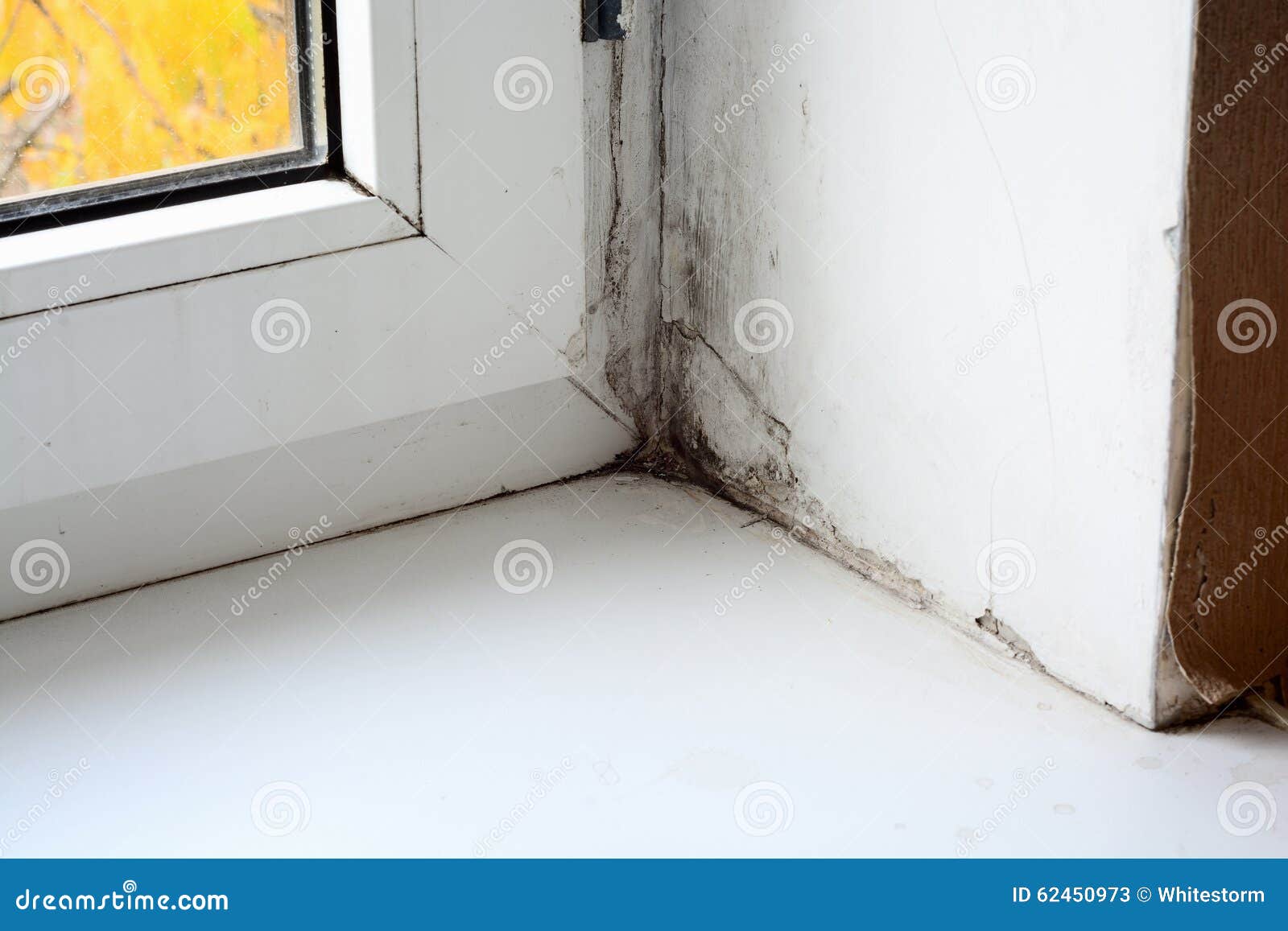 Mold stock image. Image of mould, damp, hygiene, mildewed - 62450973