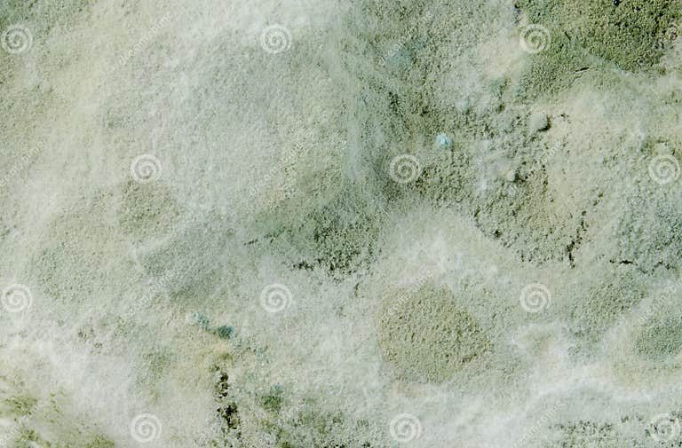 Molde imagen de archivo. Imagen de color, putrefacto - 31080157