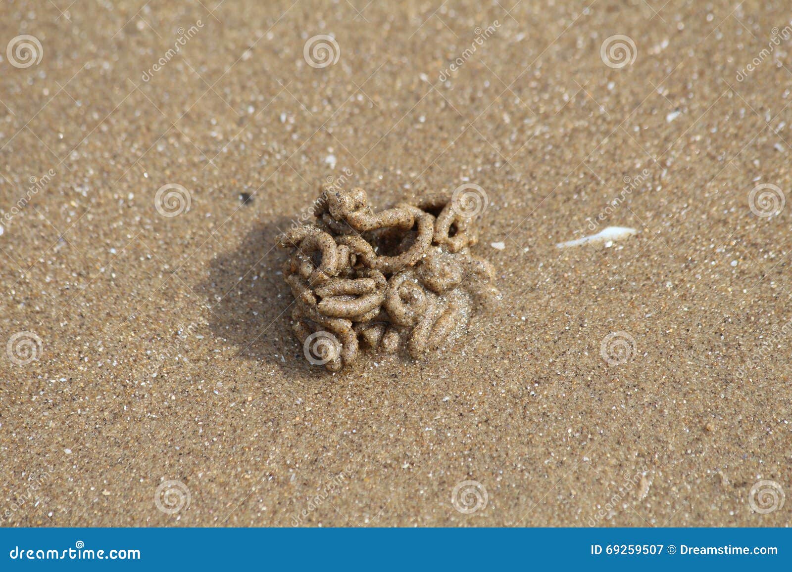 Molde del gusano imagen de archivo. Imagen de gusanos - 69259507