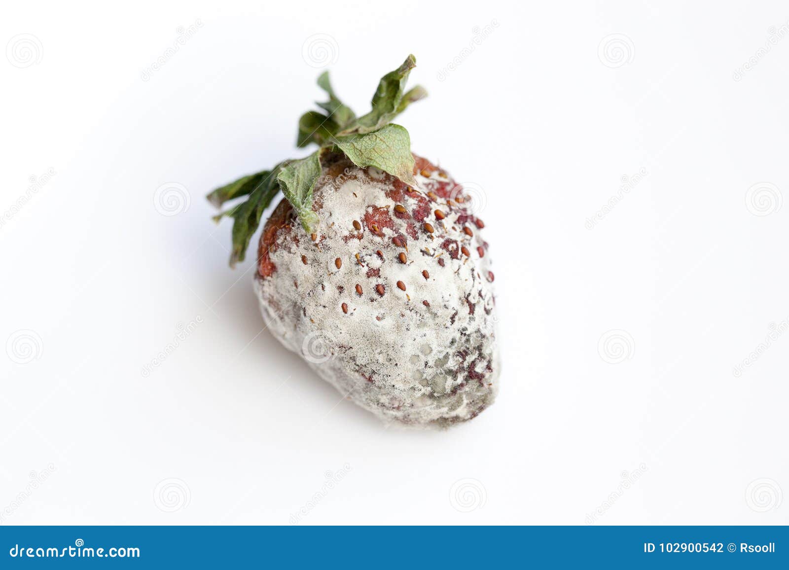 Molde em uma morango foto de stock. Imagem de mofo, velho - 102900542