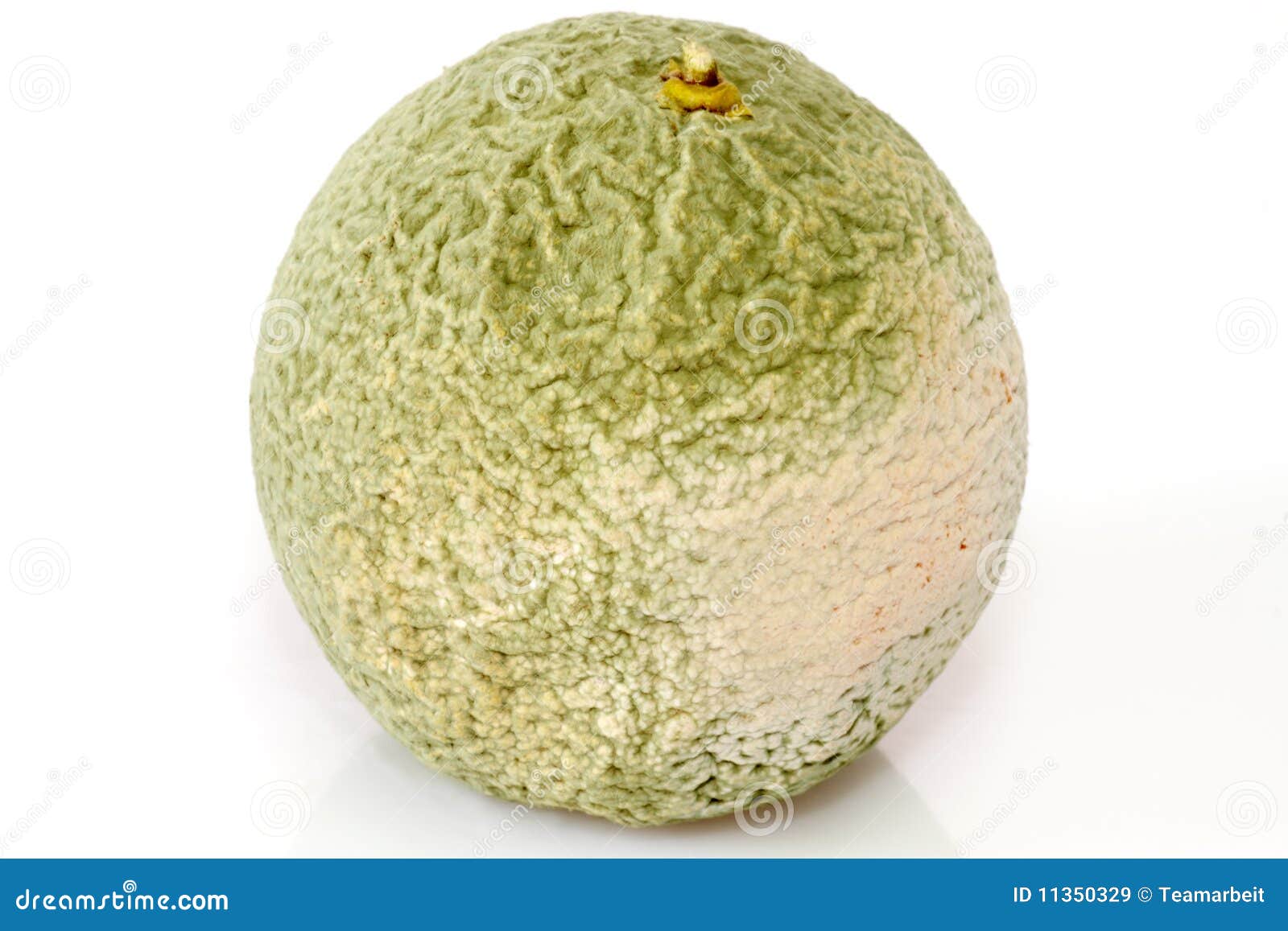 Molded stock image. Image of mildew, molded, citrus, moldy - 11350329