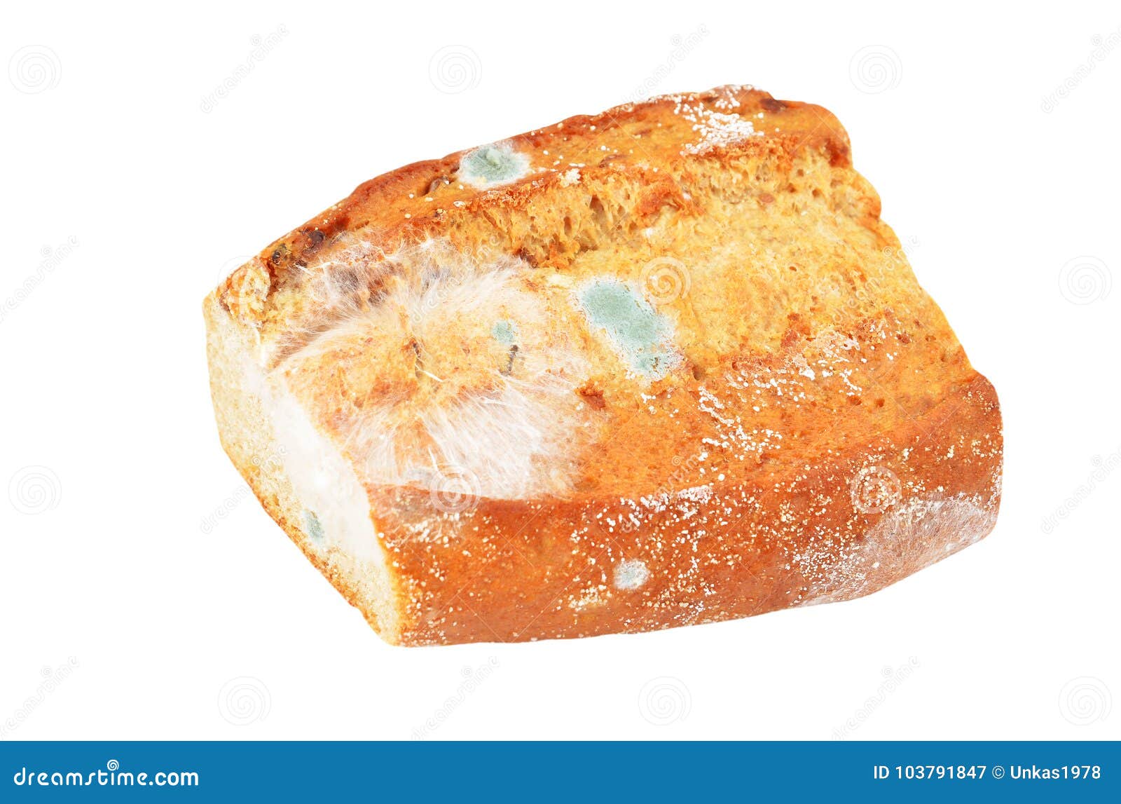 Molded loaf of bread stock image. Image of dough, conidia - 103791847