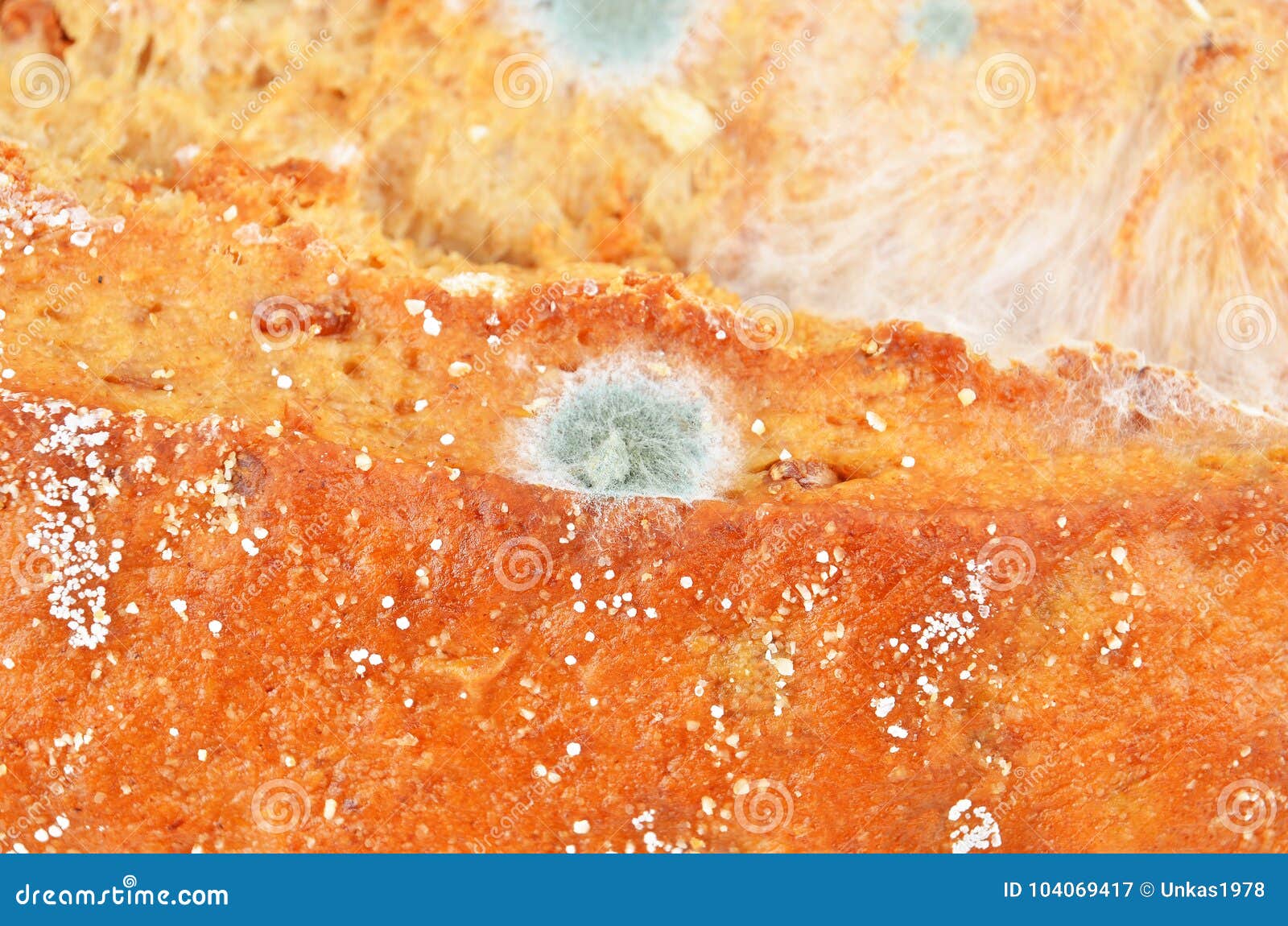 Molded loaf of bread stock image. Image of danger, hyphae - 104069417