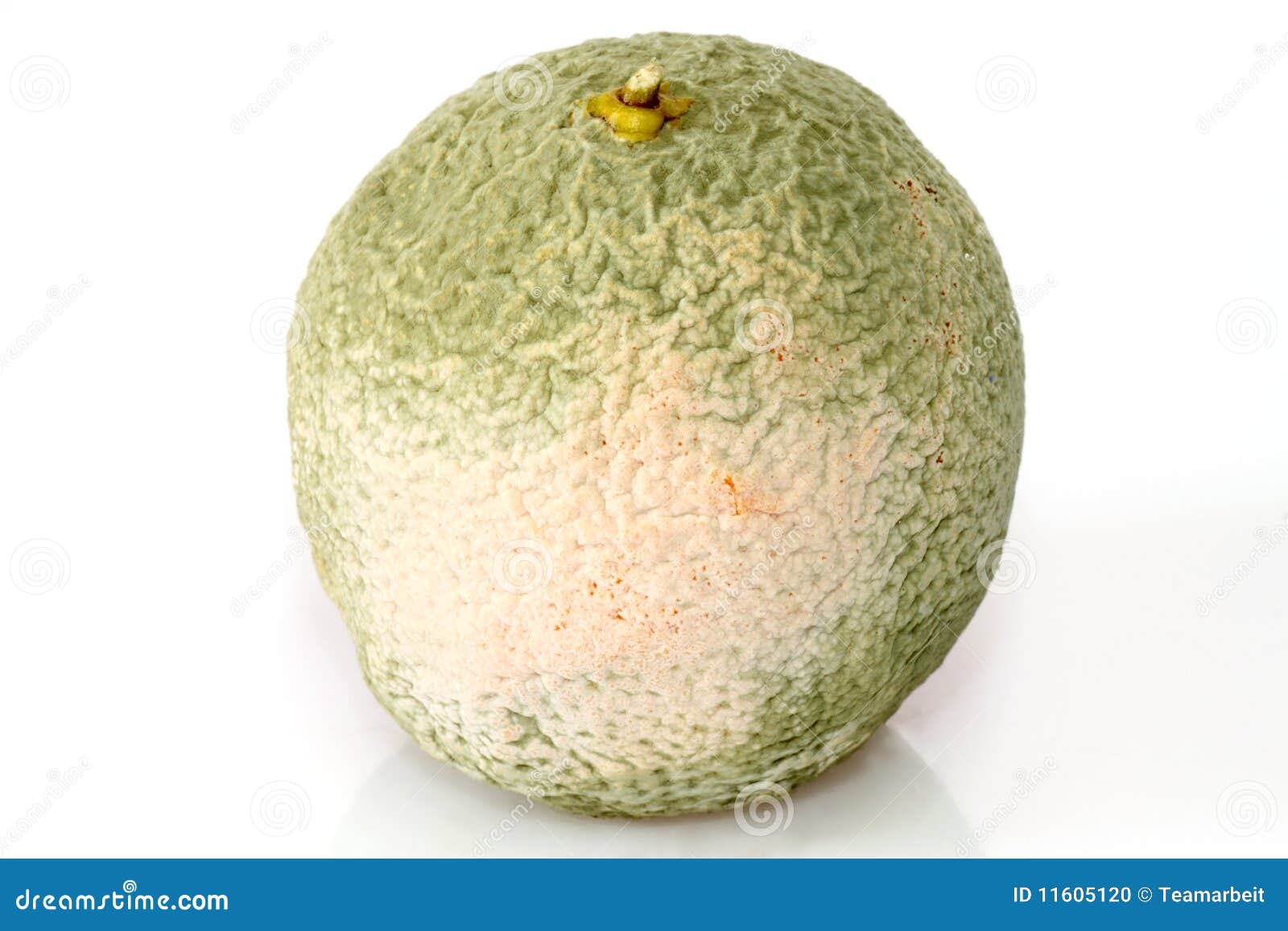 Molded orange stock photo. Image of mildewed, molded - 11605120