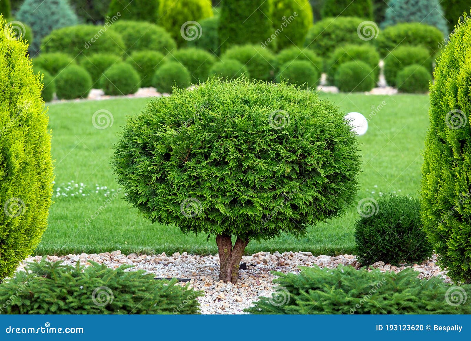 Molded Sheared Evergreen Thuja Tree in the Backyard. Stock Photo ...
