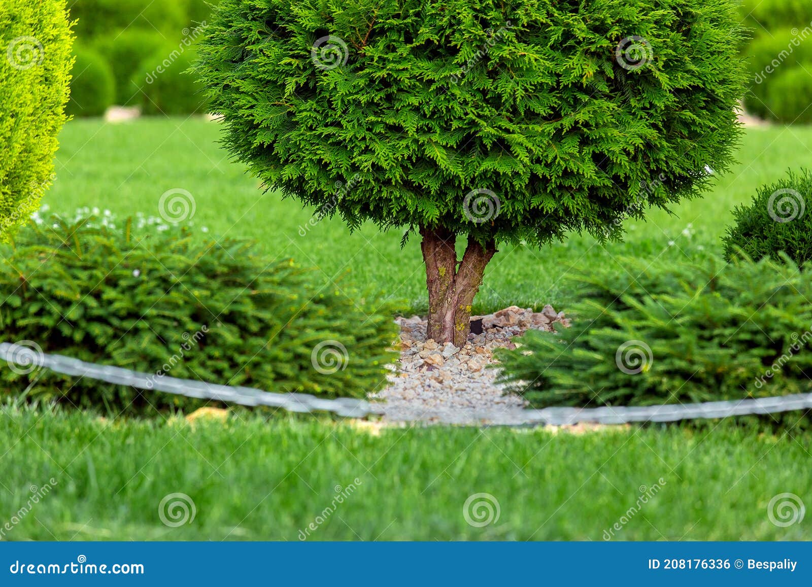 Molded Sheared Evergreen Thuja Tree in the Backyard. Stock Photo ...