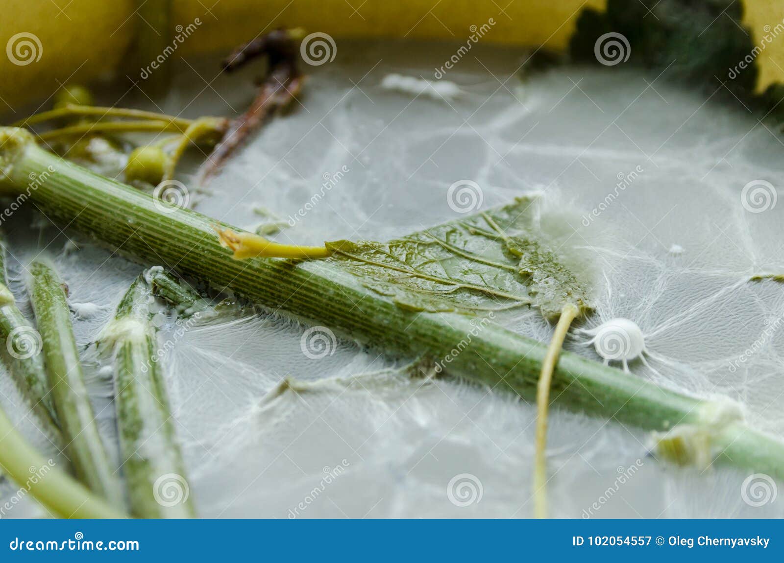 A Moldiness in Dishes with Vegetables Stock Image - Image of molded ...