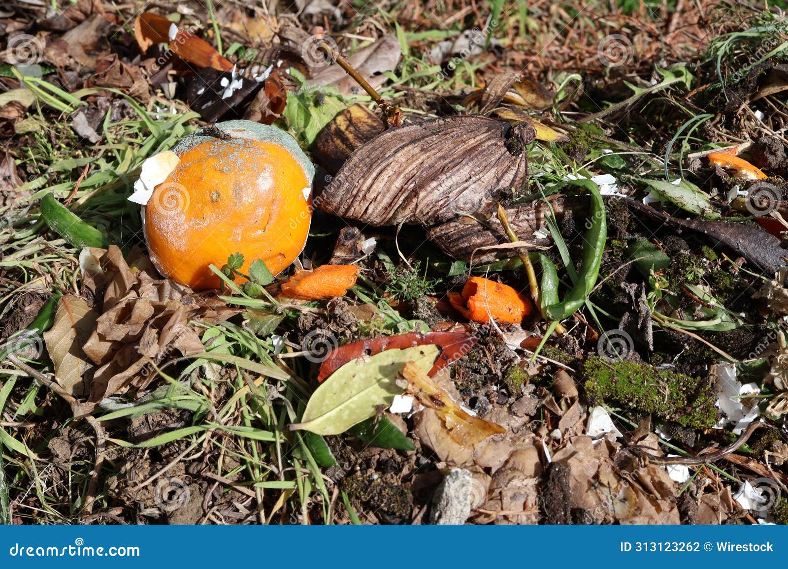 Molding Fruit on the Ground in an Outdoor Setting, Compost Stock Photo ...