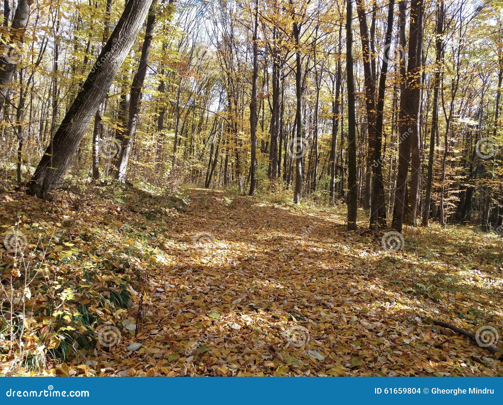 Moldovan forests stock photo. Image of autumn, ground - 61659804