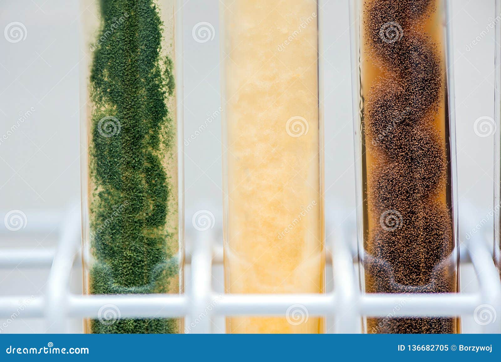 Molds in test tubes stock image. Image of green, macro - 136682705