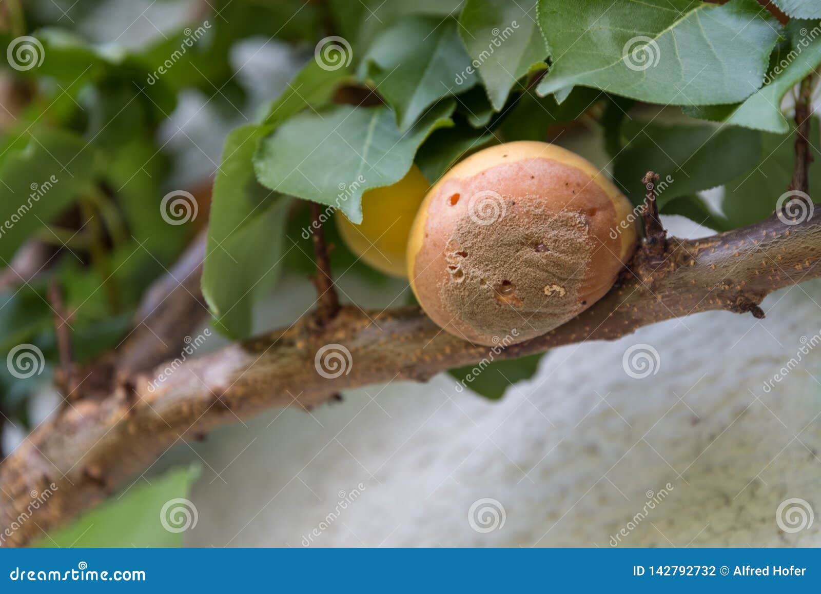 Moldy apple on the tree stock photo. Image of mildewy - 142792732