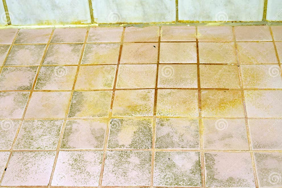 Moldy bathroom tile floor. stock image. Image of domestic - 99681007