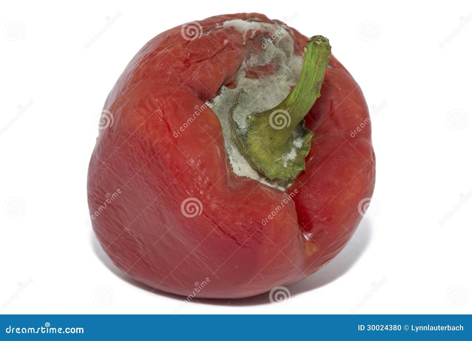 Close Up of Moldy Bell Pepper on White Stock Photo - Image of minerals ...