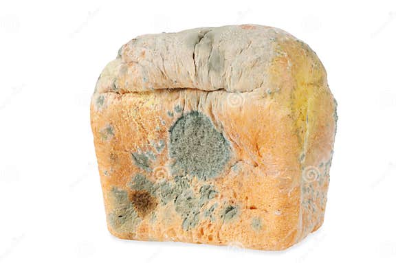 Moldy bread. Isolated stock photo. Image of stale, fungus - 17459938