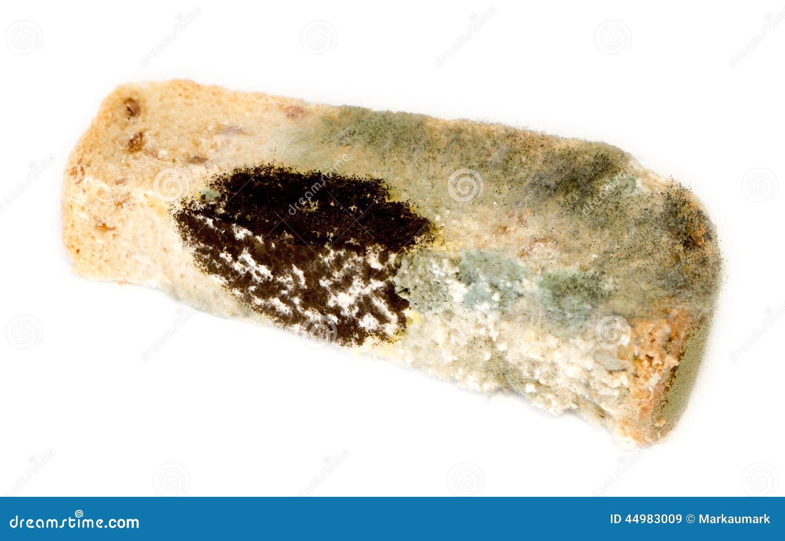 Moldy bread. stock image. Image of macro, grains, spore - 44983009