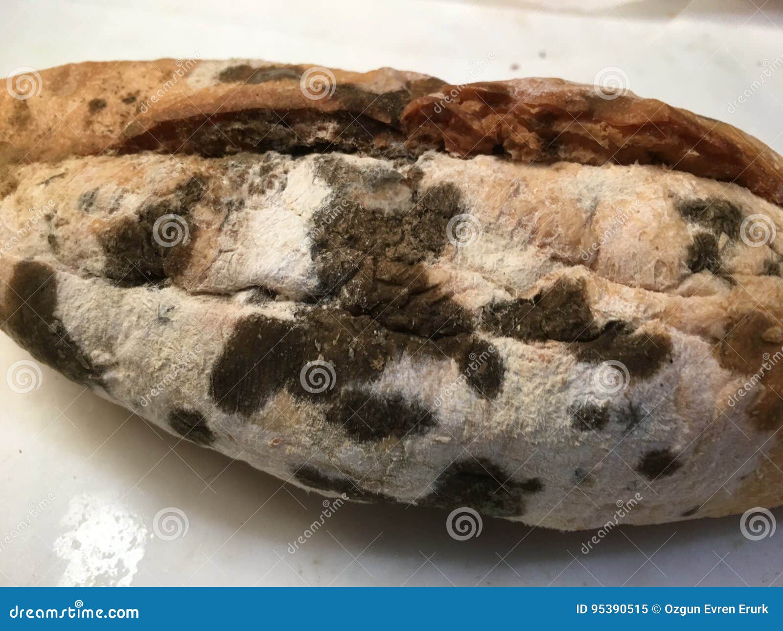 Moldy bread stock image. Image of decay, fungus, biology - 95390515