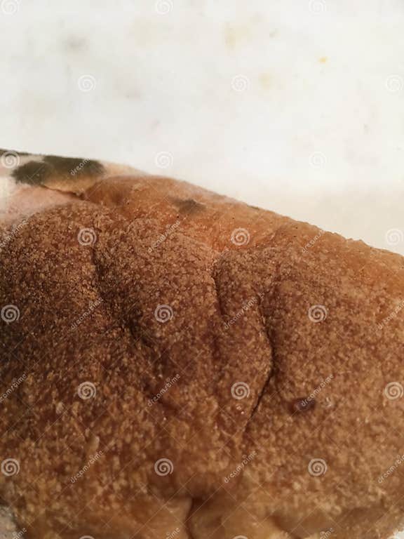 Moldy bread stock image. Image of bakery, disgusting - 95390545