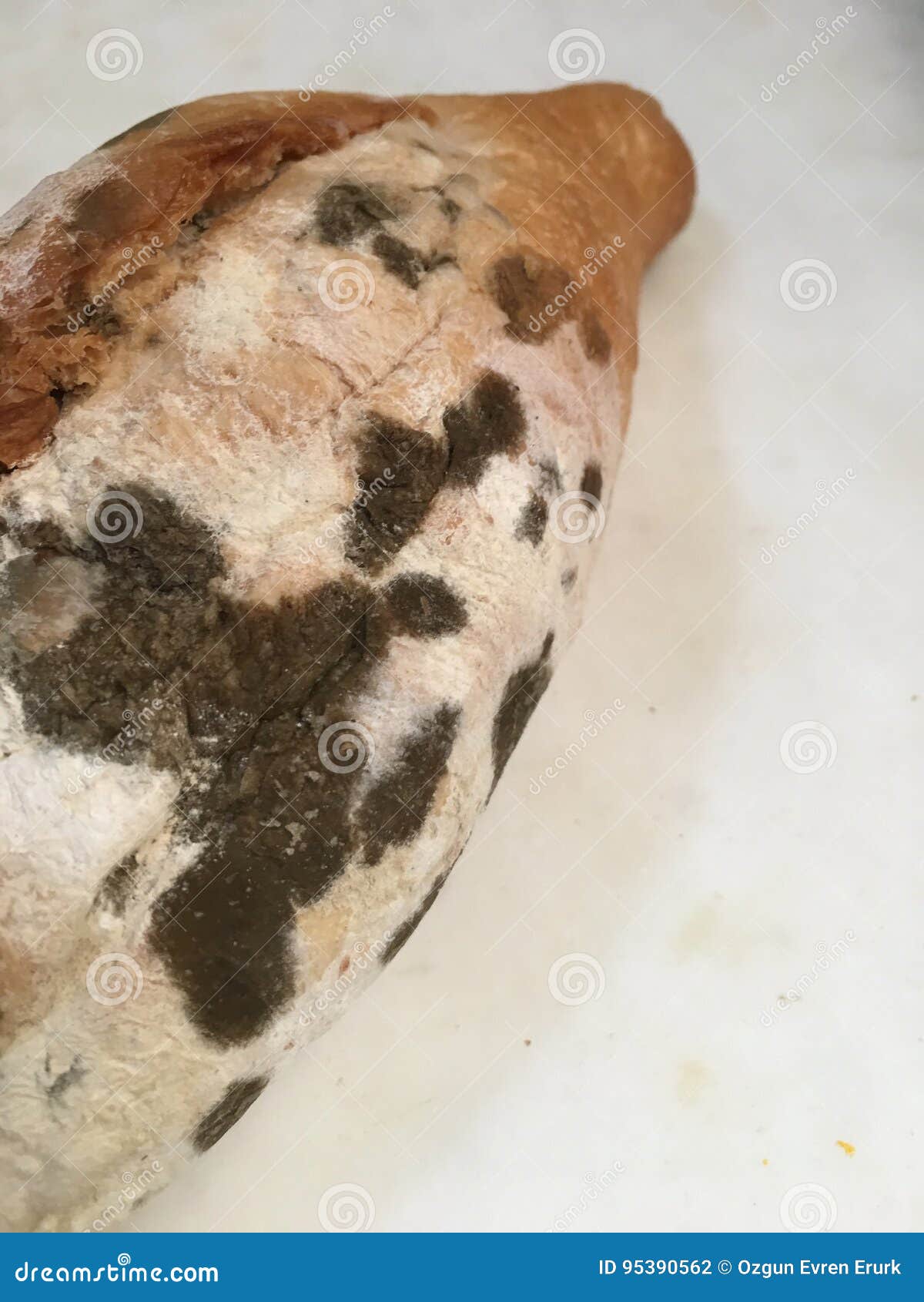Moldy bread stock photo. Image of moldy, biology, medical - 95390562