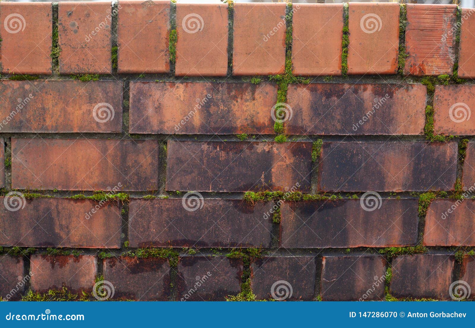 Moldy brick wall with moss stock photo. Image of moss - 147286070